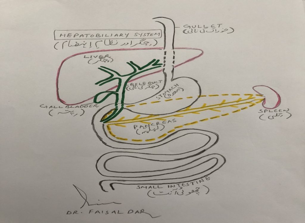 Cancer of the bile ducts: Cholangiocarcinoma – Dr Faisal Dar