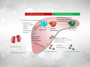 Renal failure in patients with end stage liver disease and its impact ...